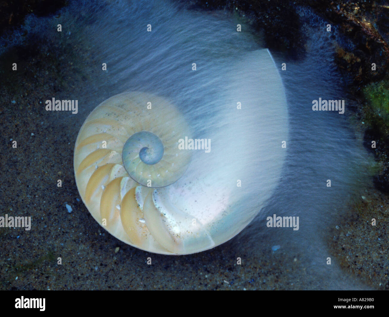 Tide pool water washing over nautilus shell Stock Photo - Alamy