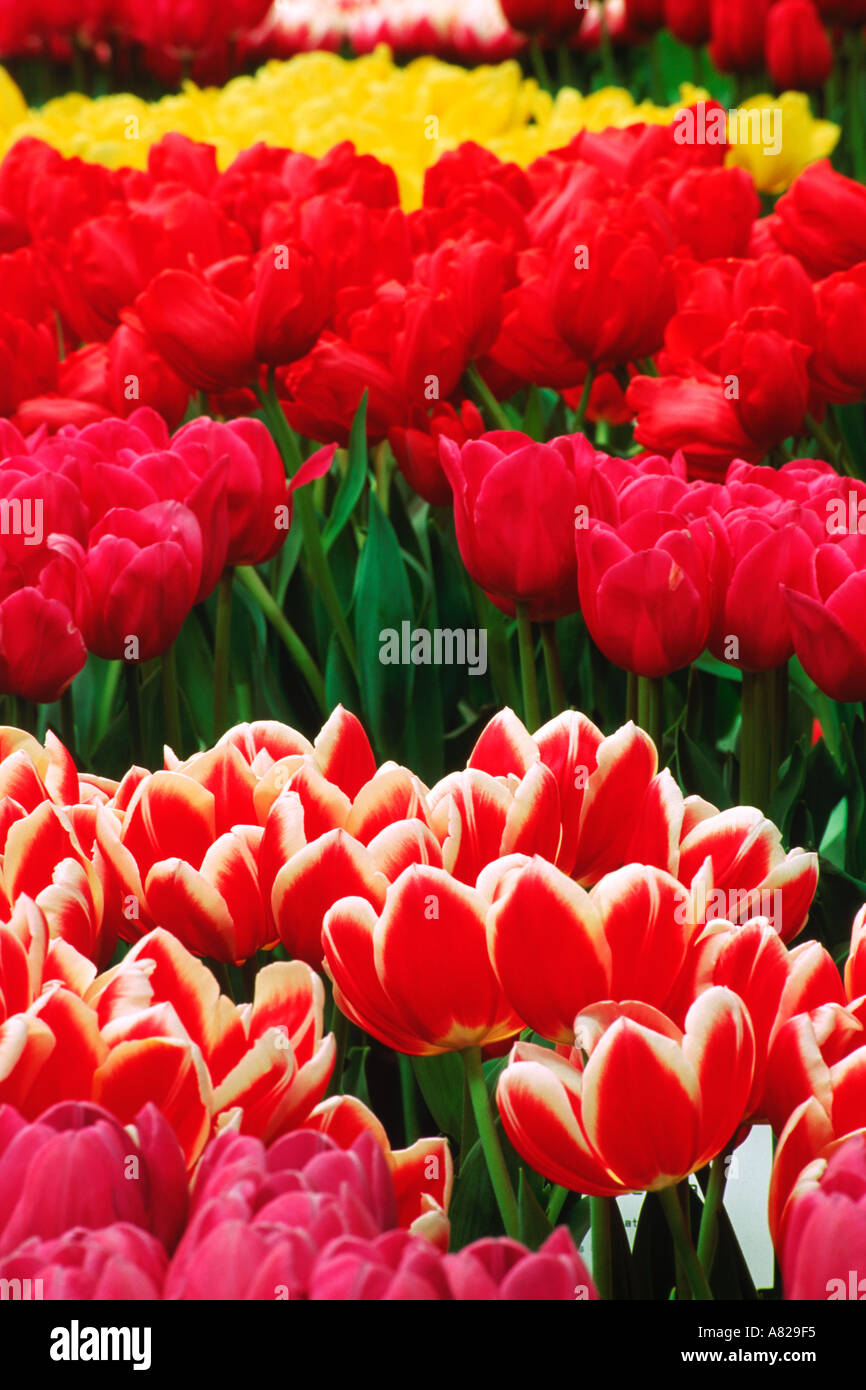 Field of colorfully mixed tulips Stock Photo - Alamy