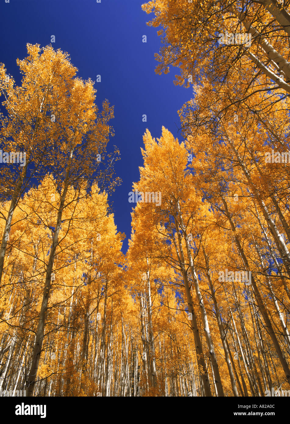 Grove of aspen trees in autumn near Flagstaff, Arizona Stock Photo - Alamy