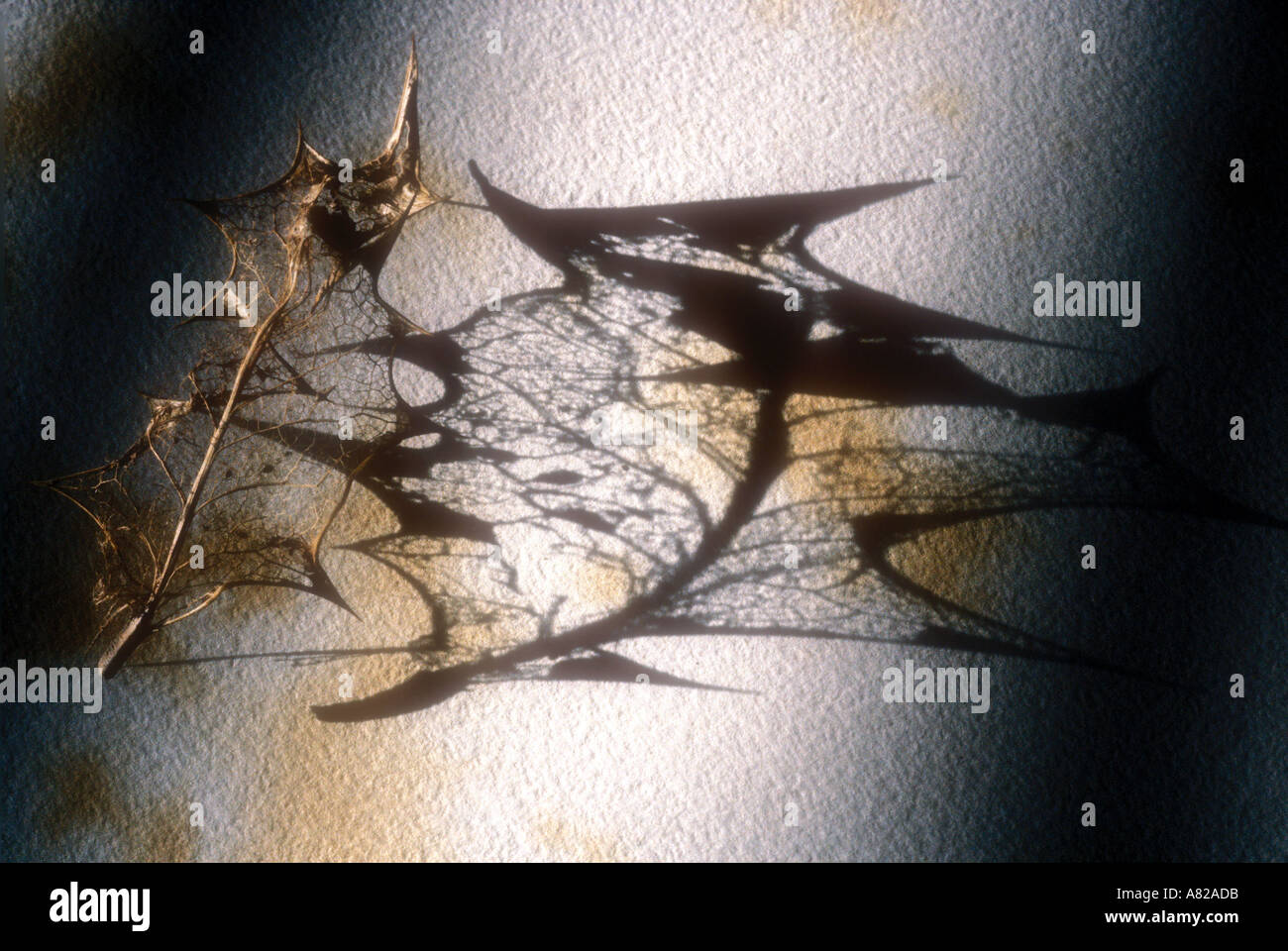 Skeleton of Holly Leaf photographed in shadow Stock Photo - Alamy