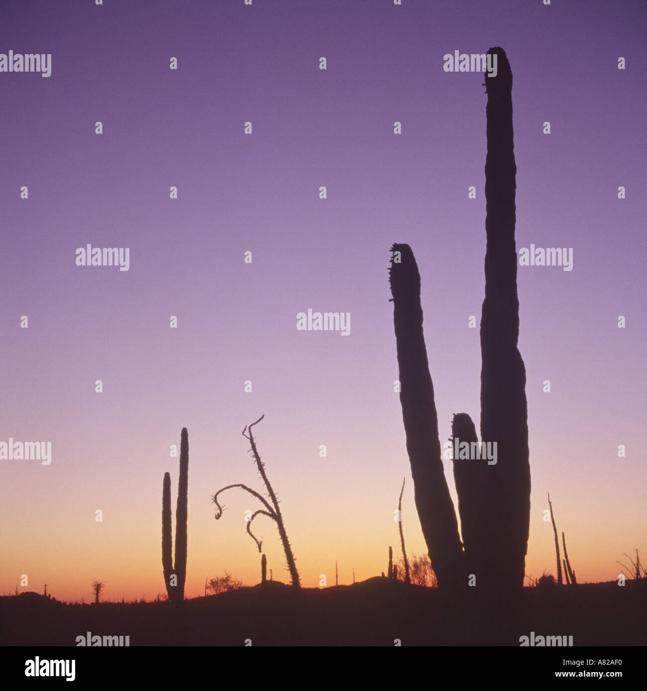 Cirio cactus hi-res stock photography and images - Alamy