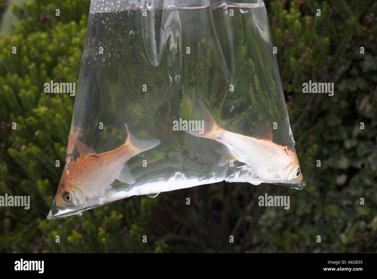 Two Golden Orfe fish in a plastic bag Stock Photo - Alamy