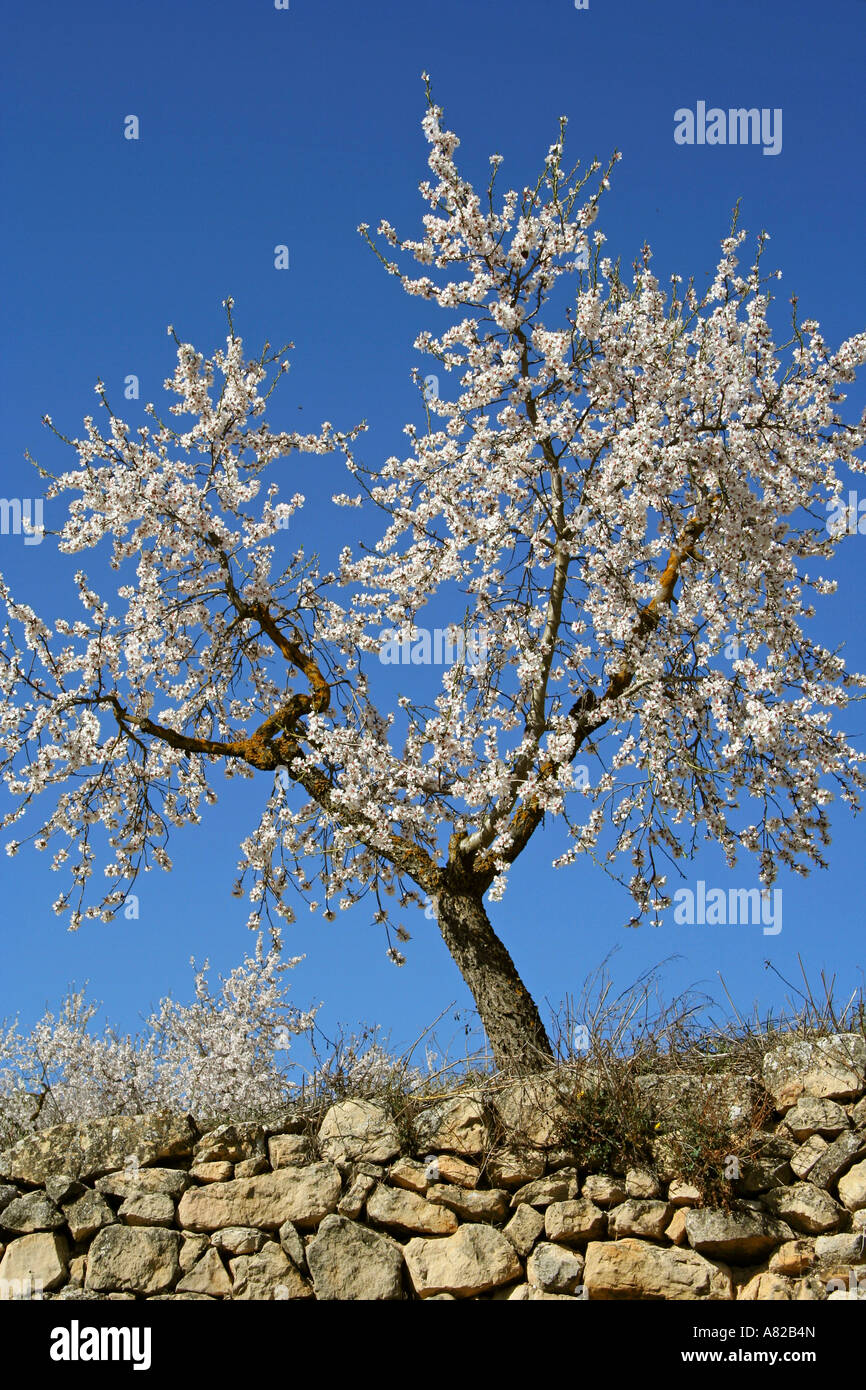 Almond tree amygdalus dulcis communis Stock Photo - Alamy