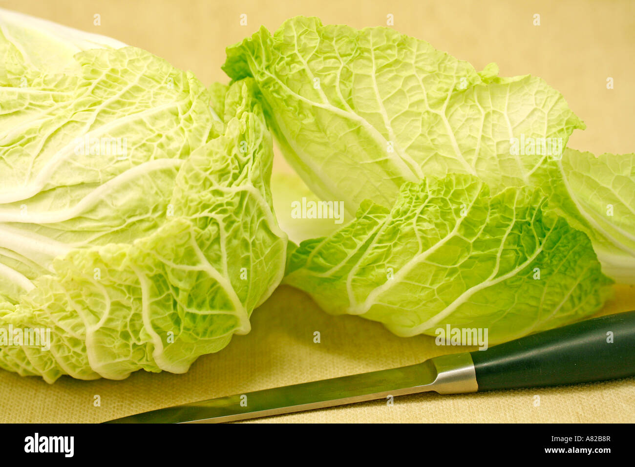 Chinese cabbage Bok choy Brassica pekinensis Stock Photo - Alamy