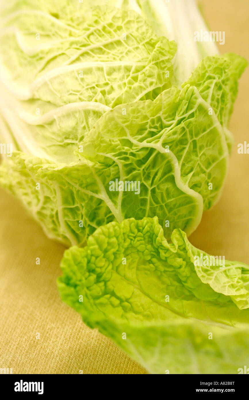 Chinese cabbage Bok choy Brassica pekinensis Stock Photo - Alamy