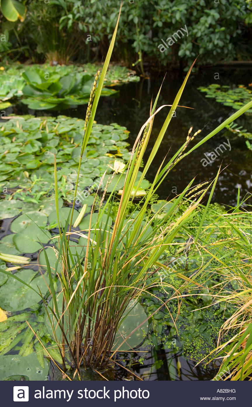 Oryza Sativa High Resolution Stock Photography and Images - Alamy