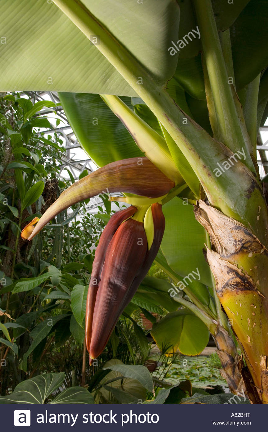 Musa Acuminata High Resolution Stock Photography and Images - Alamy