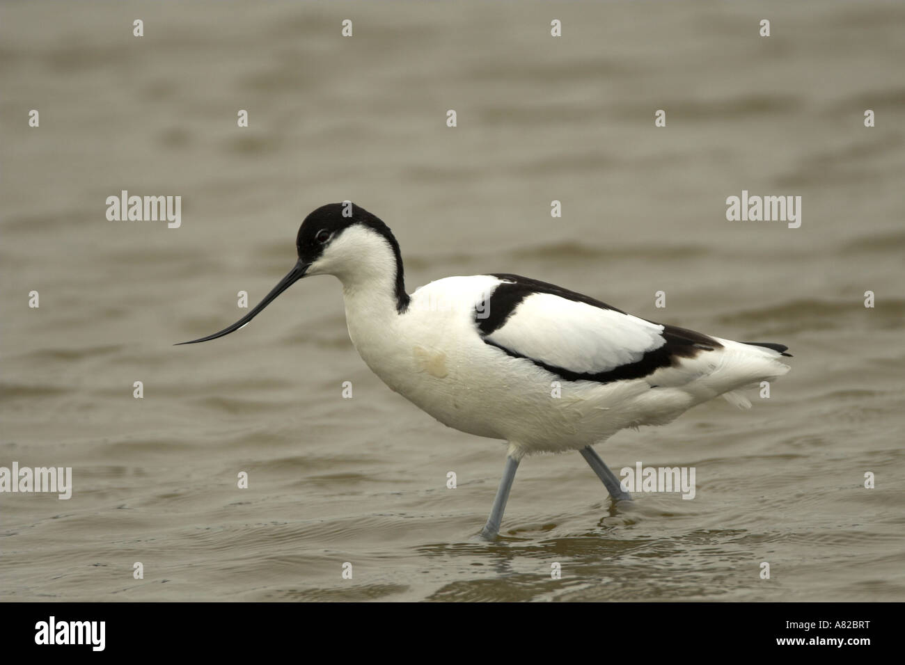 Avocet bird beak hi-res stock photography and images - Alamy