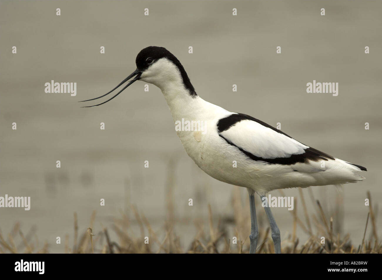 Avocet Recurvirostra avosetta Suffolk UK spring Stock Photo - Alamy
