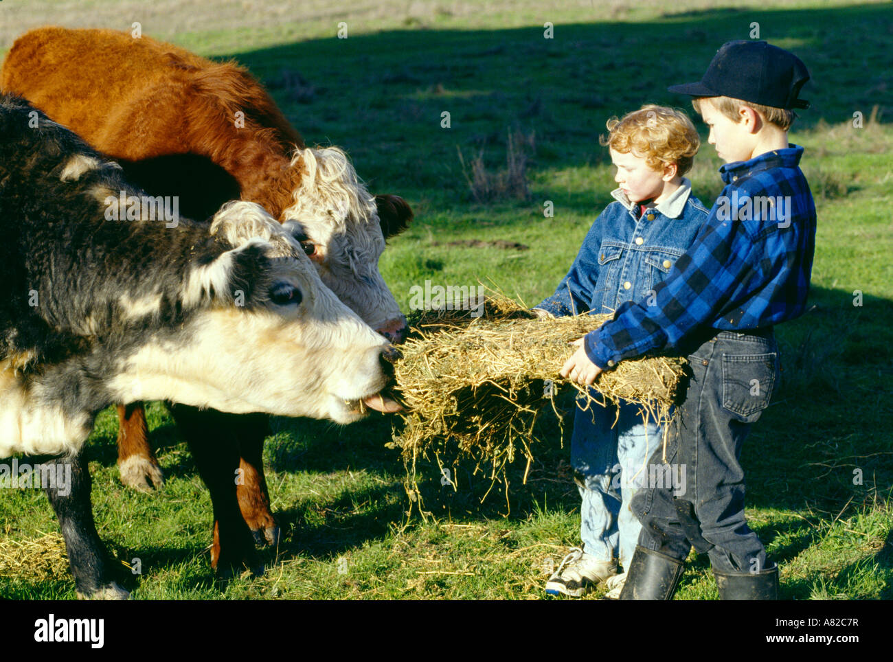 Two young boys feeding hay to cattle Stock Photo - Alamy