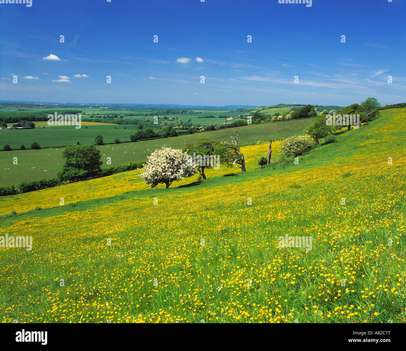 Farthing common hi-res stock photography and images - Alamy