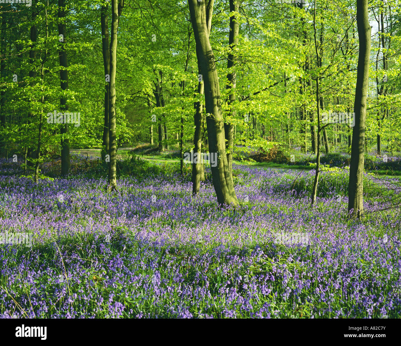 GB KENT KINGS WOOD CHALLOCK FOREST ASHFORD Stock Photo - Alamy