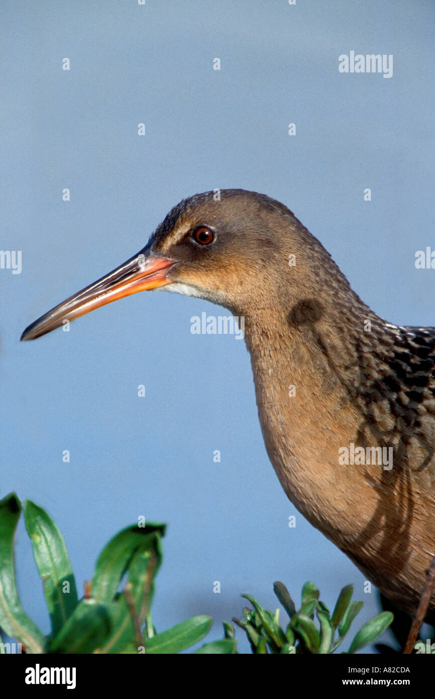 California clapper rail endangered hi-res stock photography and images ...