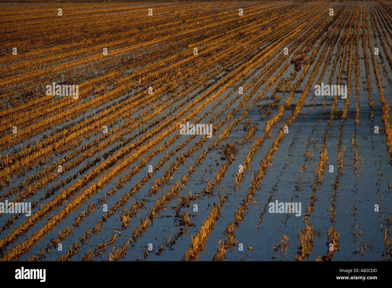 California, Delta, Staten Island, Fields flooded for habitat Stock ...