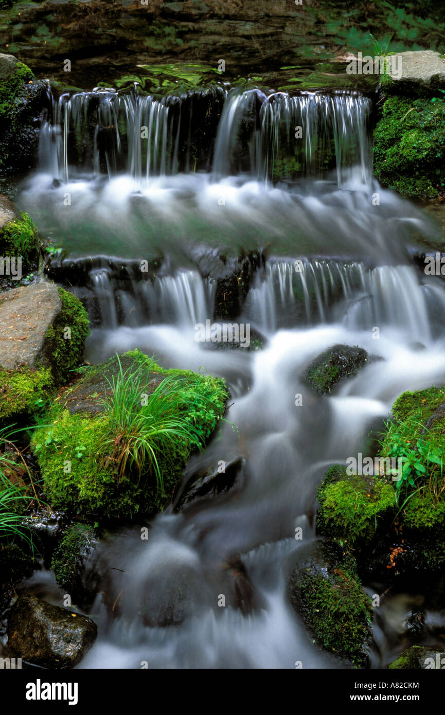 Fern Spring Yosemite Valley Yosemite National Park World Heritage Site ...