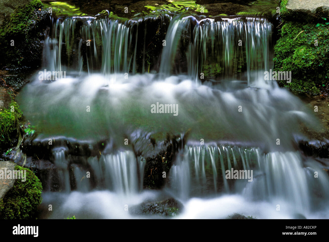 Fern Spring Yosemite Valley Yosemite National Park World Heritage Site ...