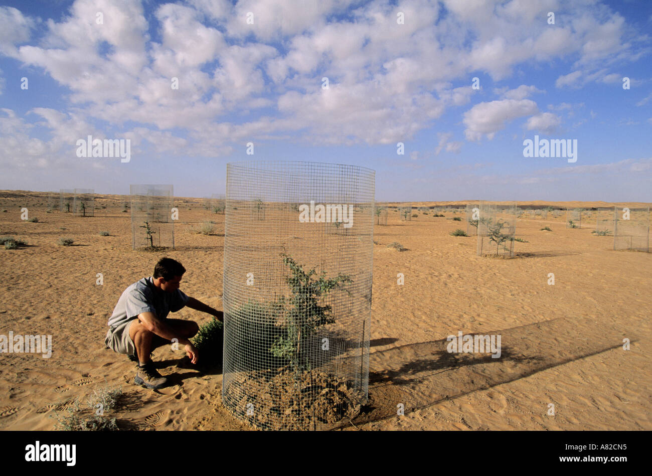 Dubai, United Arab Emirates, Al Maha, plantation of trees in the desert ...