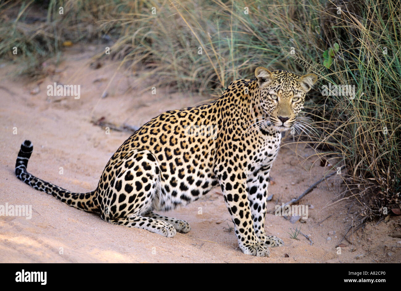 South Africa, the Mpumalanga, Kruger Park region, a panther in the Sabi ...