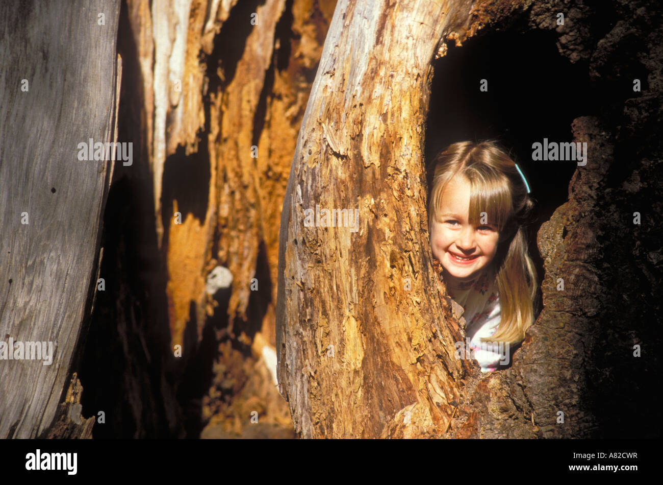 Child age 3 peering out of a hole in the hollow trunk of a Giant ...