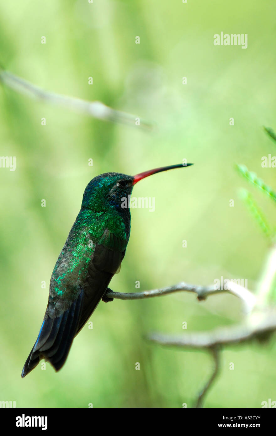 Trochili hi-res stock photography and images - Alamy