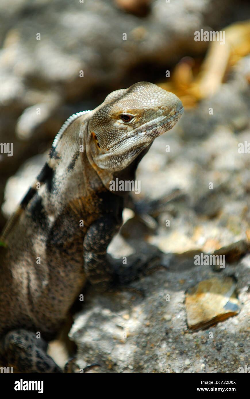 Lizard in the wild in southern Arizona Stock Photo - Alamy