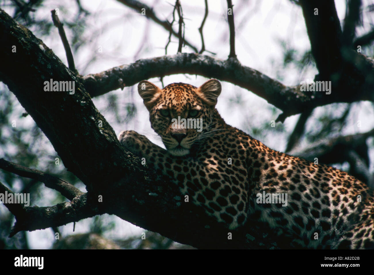 Leopard Resting in Acacia Tree Serengeti Tanzania Stock Photo - Alamy
