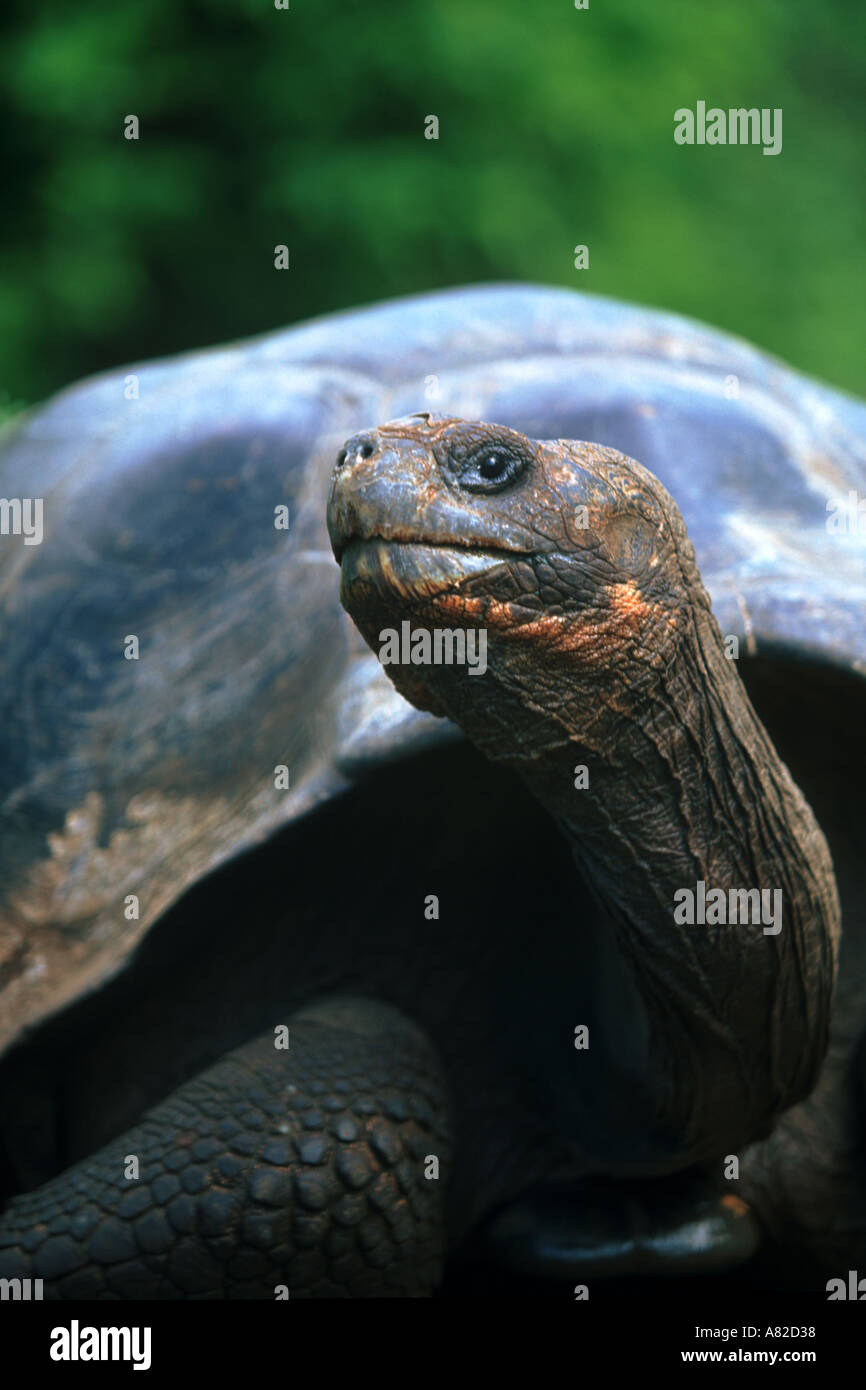 Giant Tortoise Portrait Galapagos Stock Photo - Alamy
