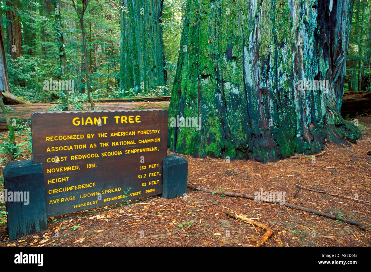 Giant coast Redwood and sign in the Rockefeller Grove Humboldt Redwoods ...