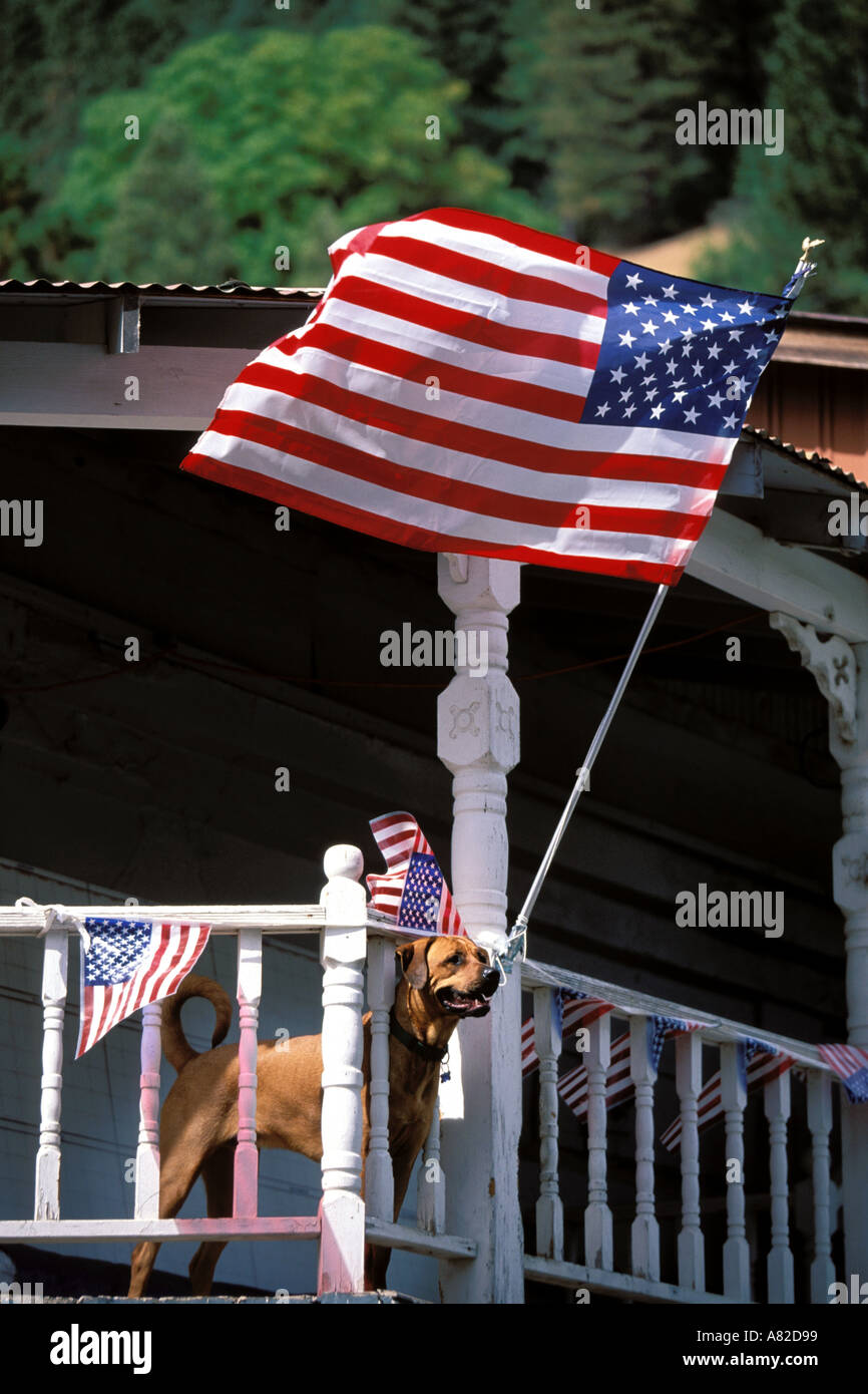 Dog with flags hi-res stock photography and images - Alamy