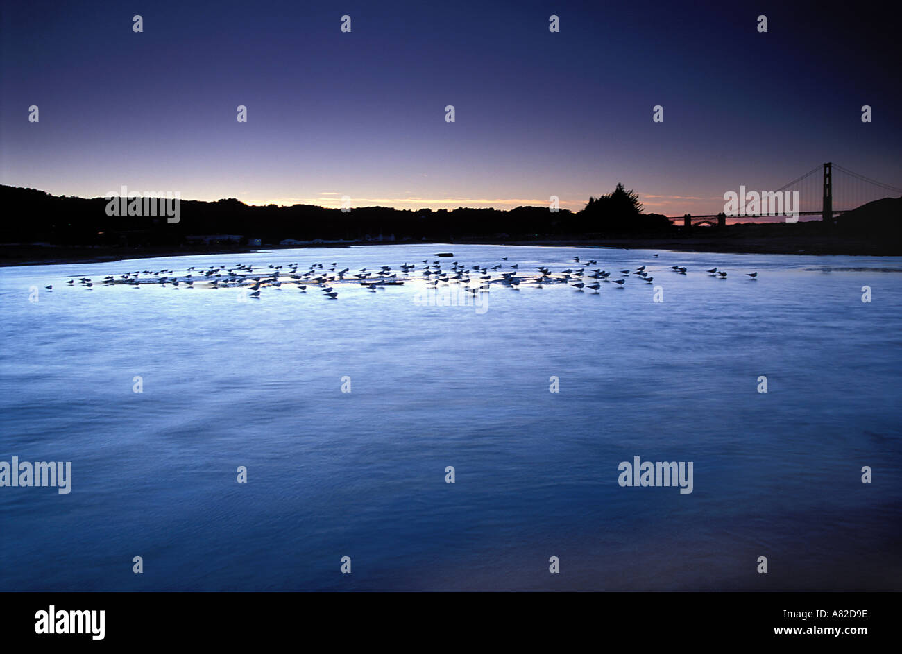 California, San Francisco, Tidal marsh at sunset with bridge, Crissy ...