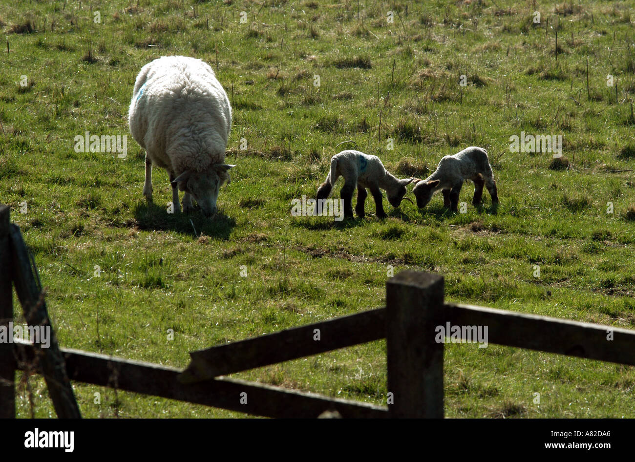 Sheep and Lambs, springtime in Kent , England Stock Photo - Alamy