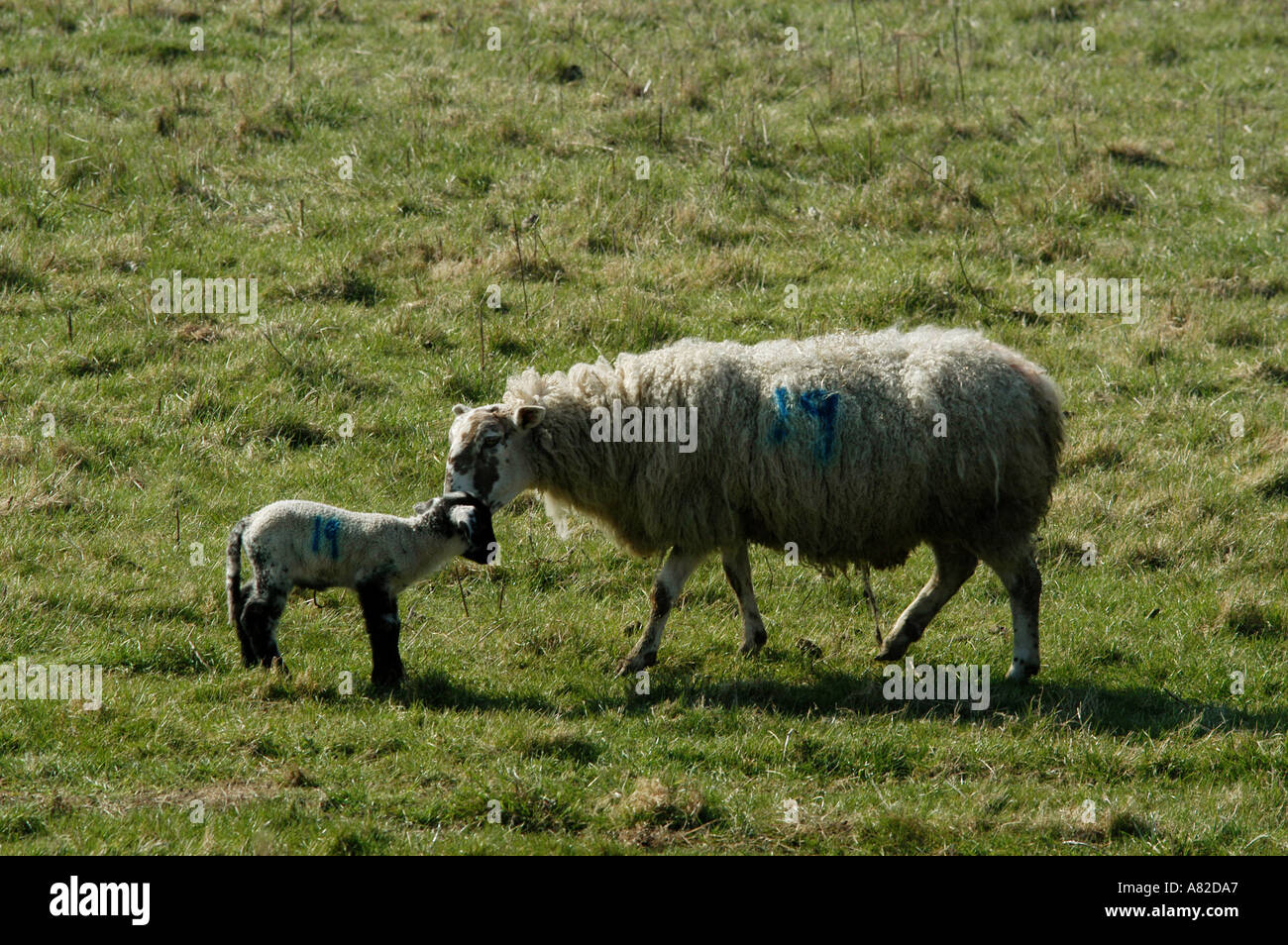 Sheep Lamb Kent England High Resolution Stock Photography and Images ...