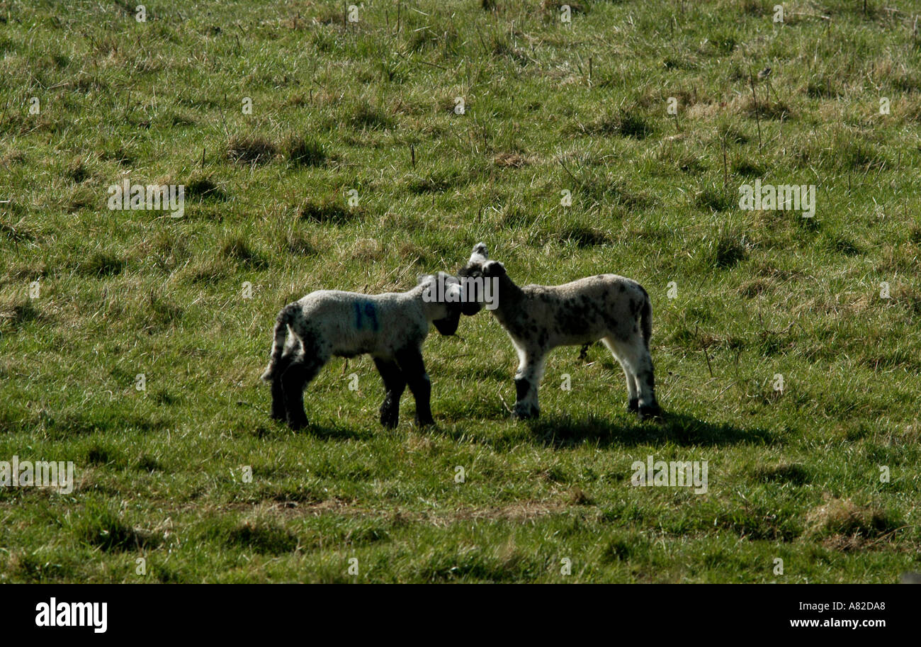 Sheep Lamb Kent England High Resolution Stock Photography and Images ...