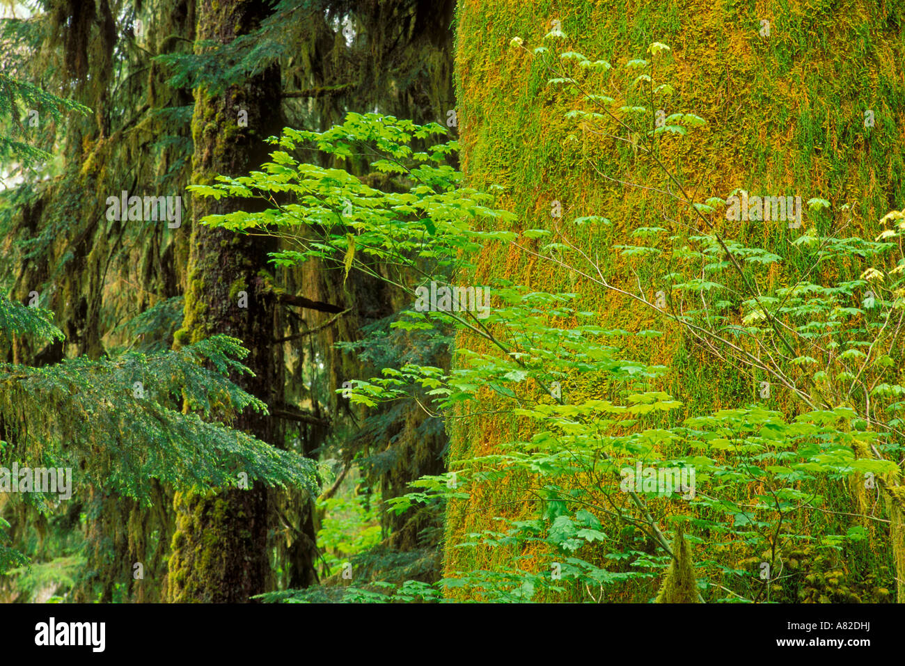 Bigleaf maple Acer macrophyllum and western hemlock Tsuga heterophylla ...