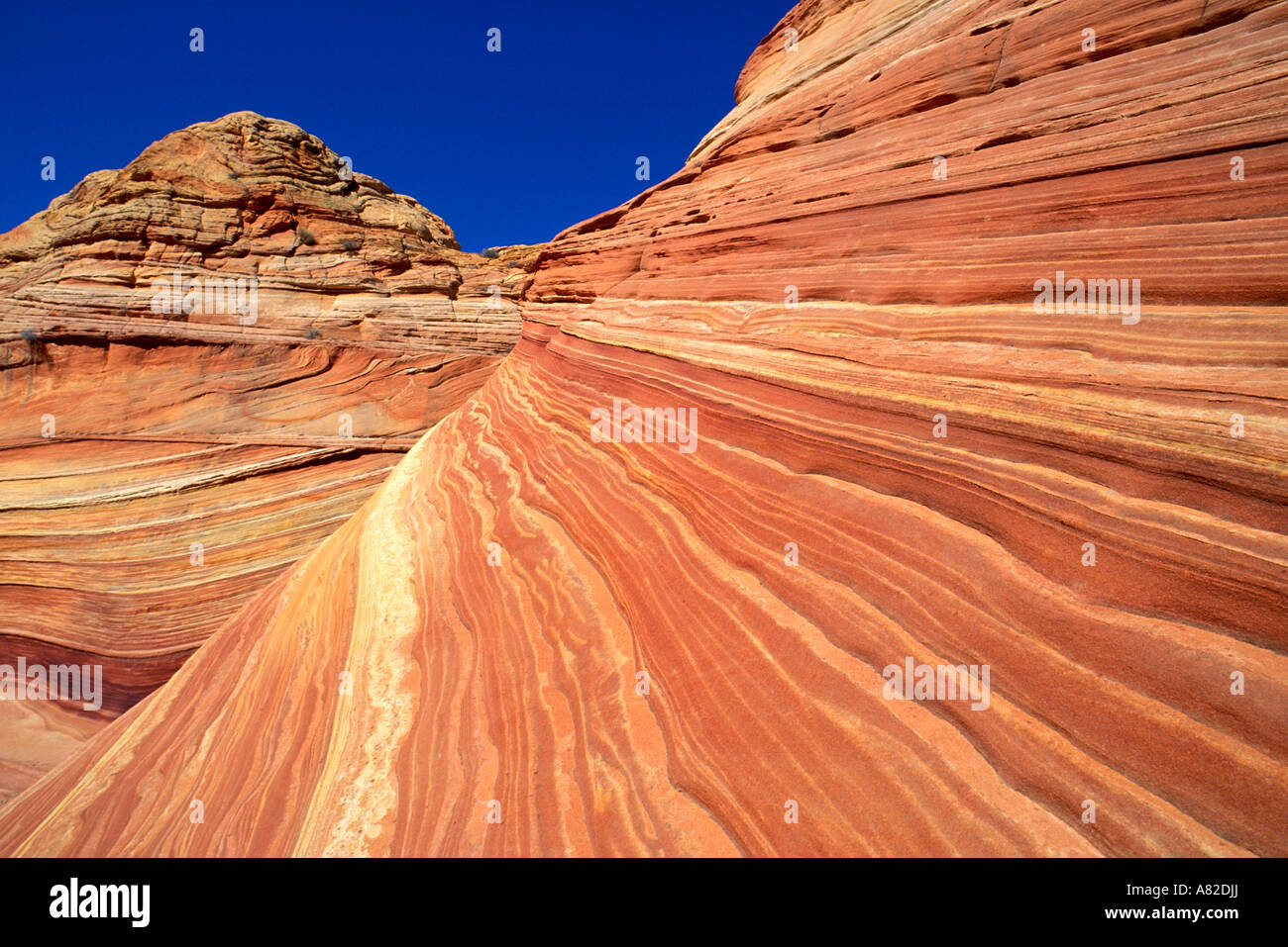 Swirling sandstone at The Wave in the Coyote Buttes area Paria Plateau ...