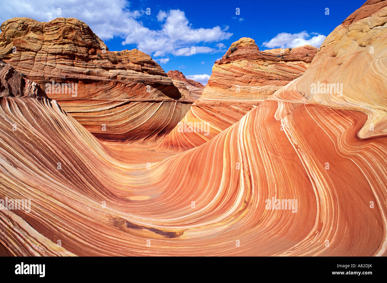 Swirling sandstone at The Wave in the Coyote Buttes area Paria Plateau ...