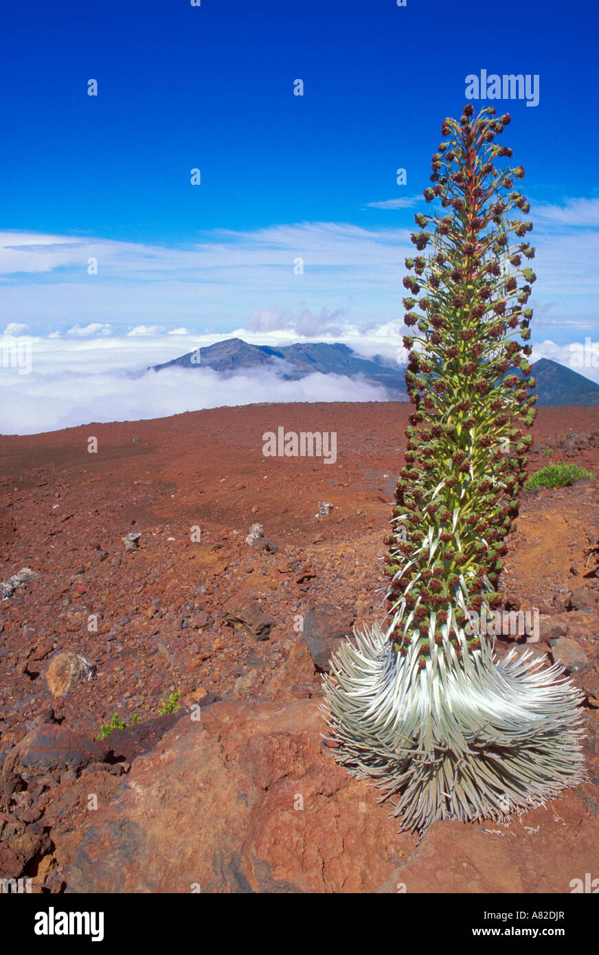 Haleakala Silversword plant near the summit of Haleakala Crater ...