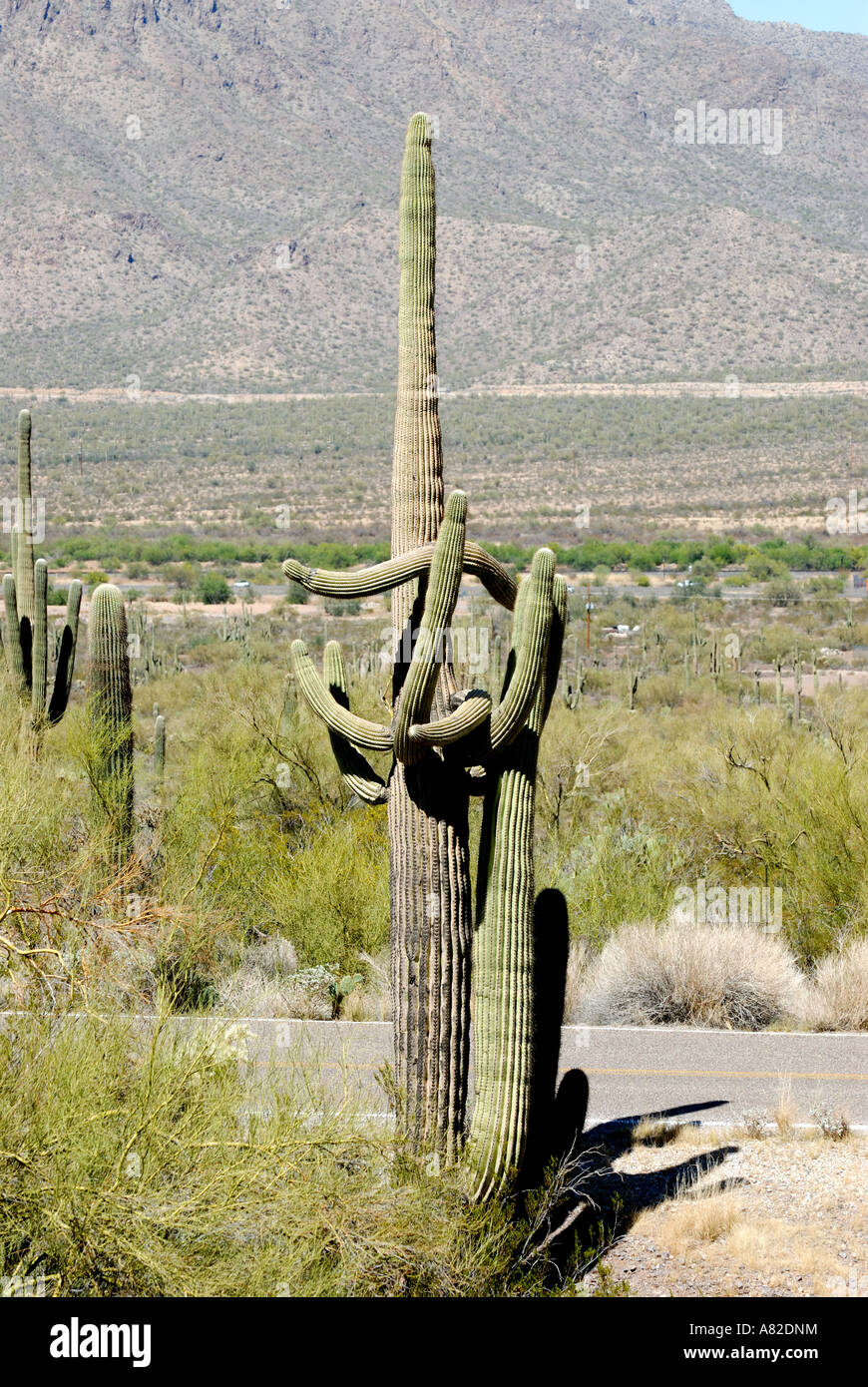 Two Saguaro cacti close together that look like they are hugging Stock ...