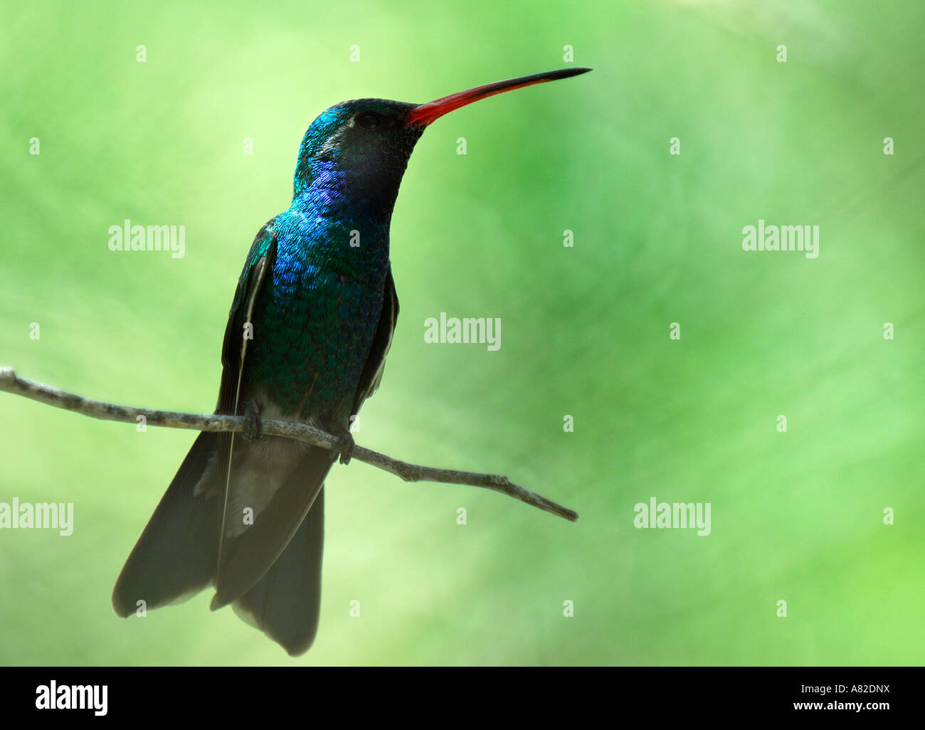 Trochili hi-res stock photography and images - Alamy