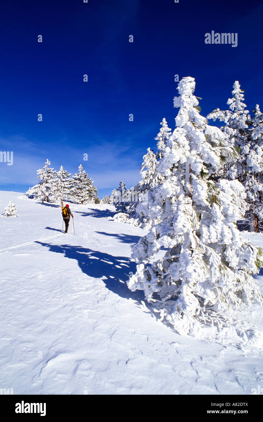 Pinos ponderosa hi-res stock photography and images - Alamy
