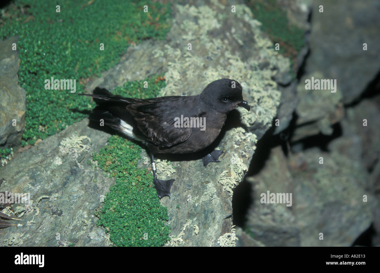BRITISH STORM PETREL Hydrobates pelagicus Stock Photo - Alamy