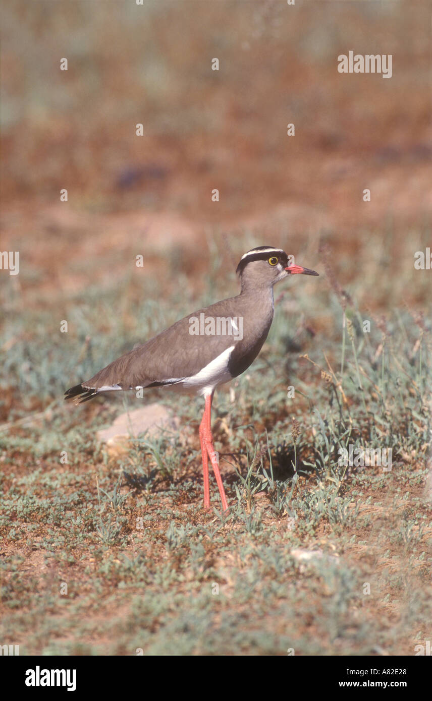 CROWNED PLOVER Vanellus coronatus Stock Photo - Alamy