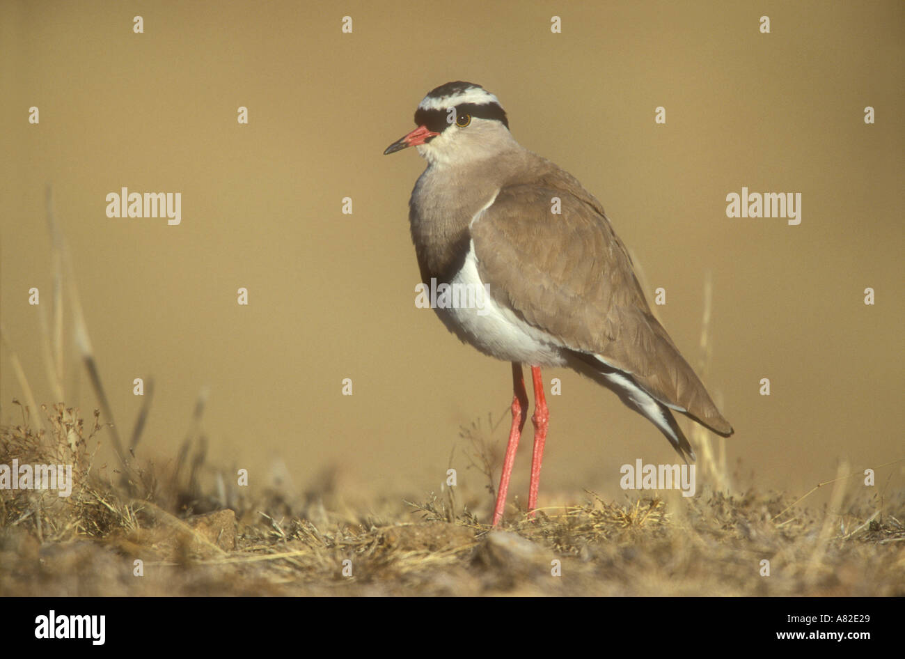 CROWNED PLOVER Vanellus coronatus Stock Photo - Alamy