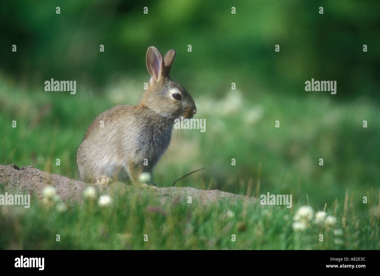 RABBIT Oryctolagus cuniculus Stock Photo - Alamy