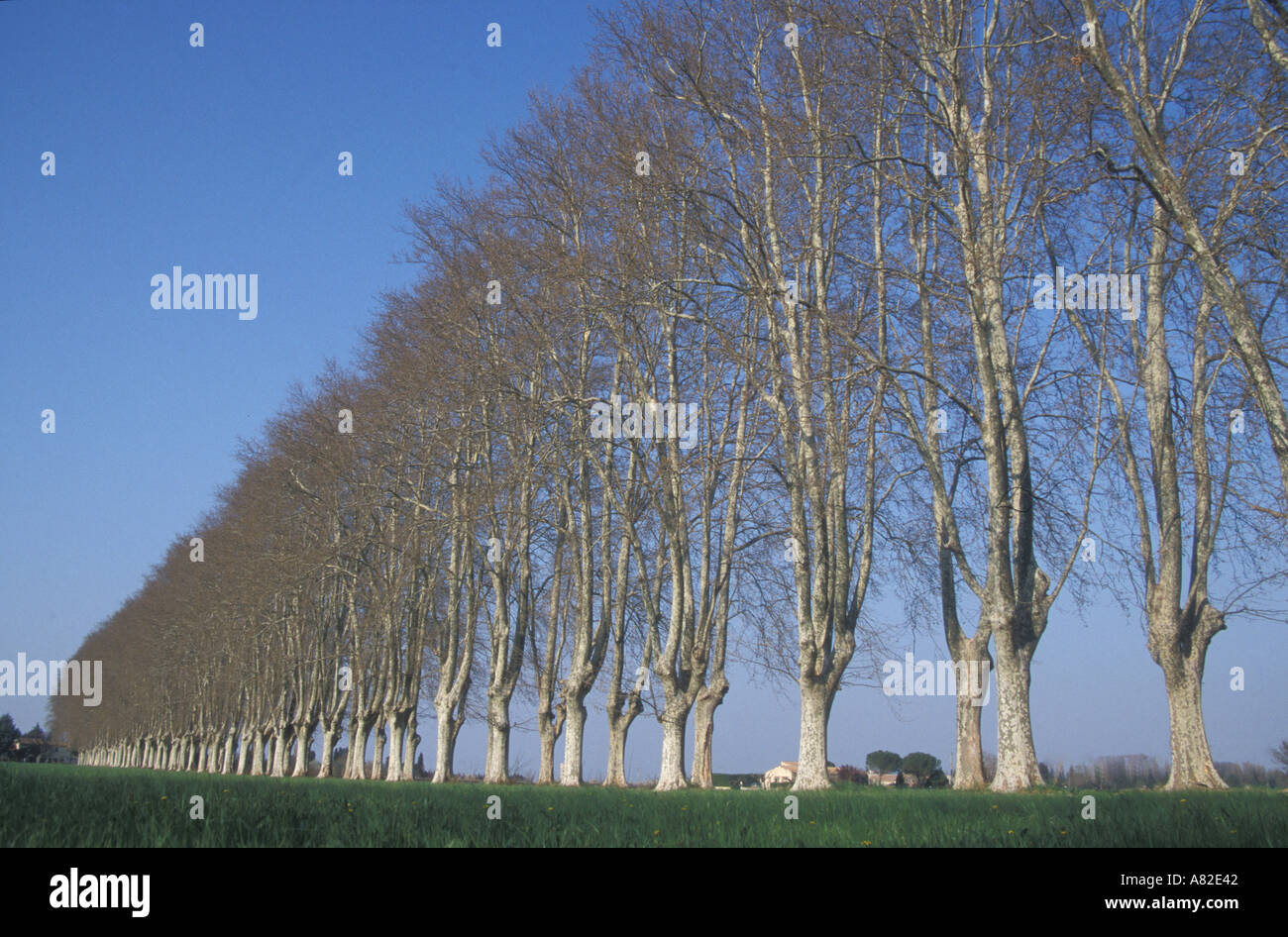 London plane hi-res stock photography and images - Alamy