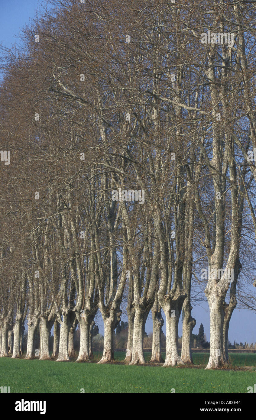 LONDON PLANE Platanus hispanica Stock Photo - Alamy