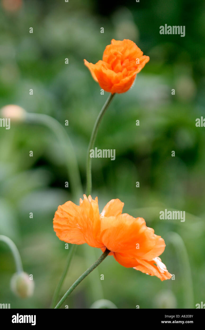 Papaver atlanticum hi-res stock photography and images - Alamy