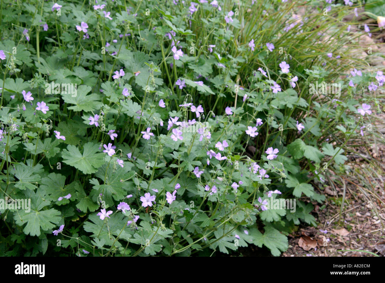 Geranium pyrenaicum hi-res stock photography and images - Alamy