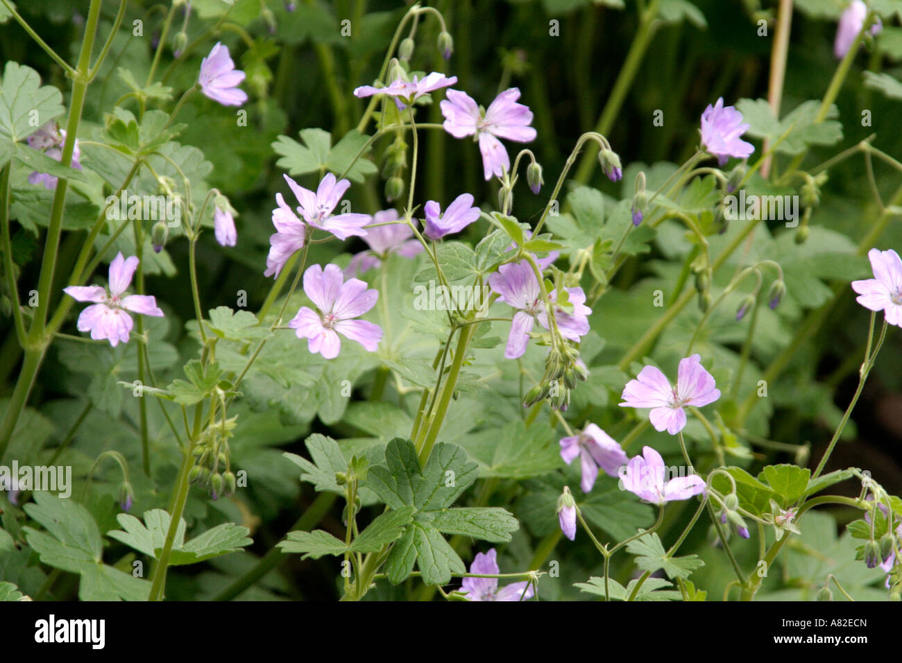 Geranium pyrenaicum hi-res stock photography and images - Alamy