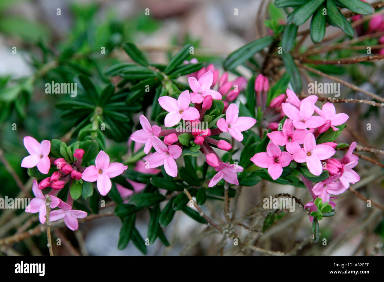 Native Daphne High Resolution Stock Photography and Images - Alamy